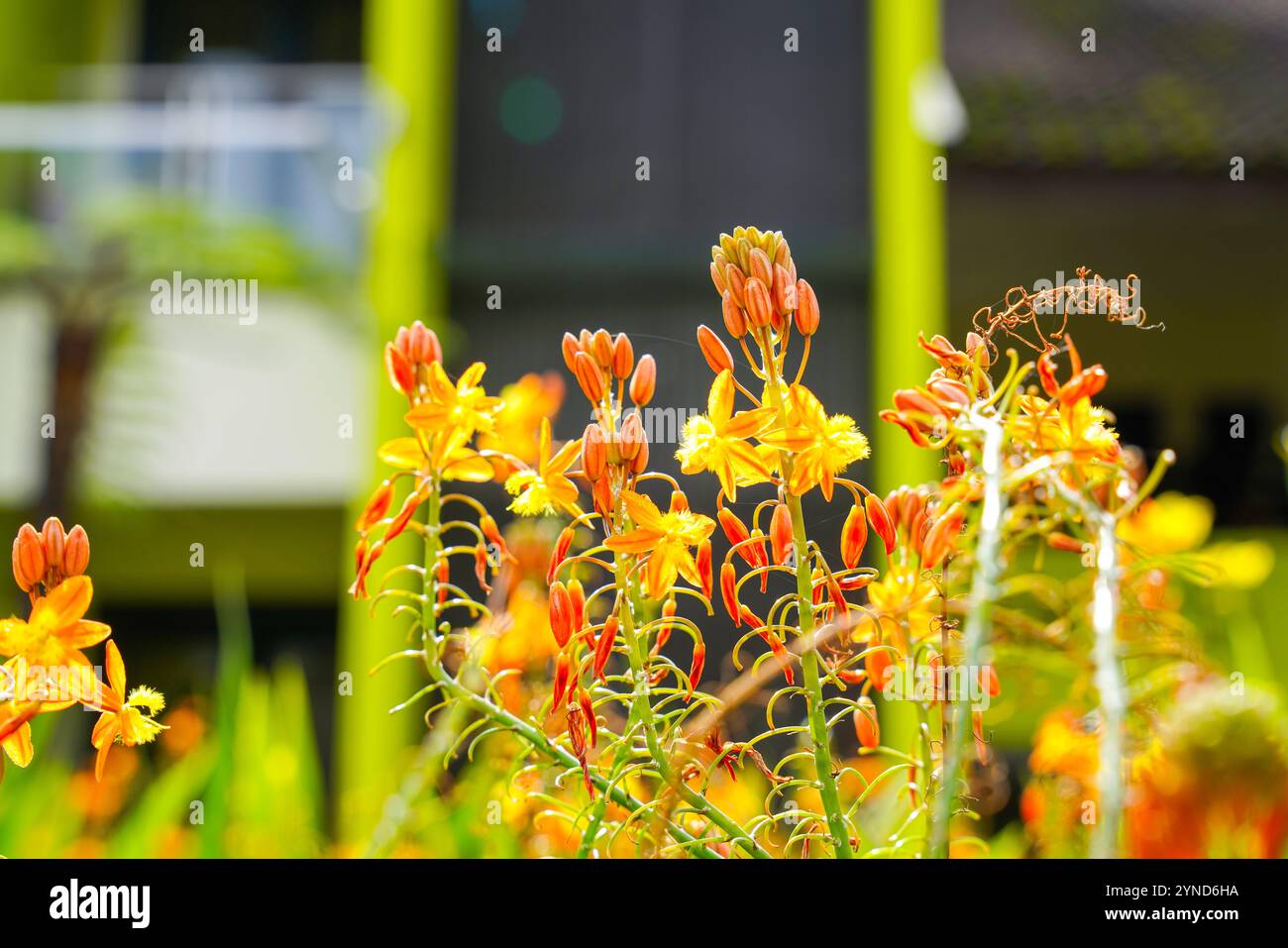 Bulbine frutescens is a species of flowering plant in the genus Bulbine ...
