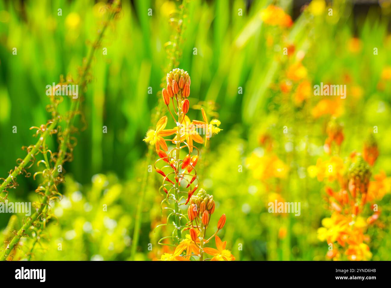 Bulbine frutescens is a species of flowering plant in the genus Bulbine ...