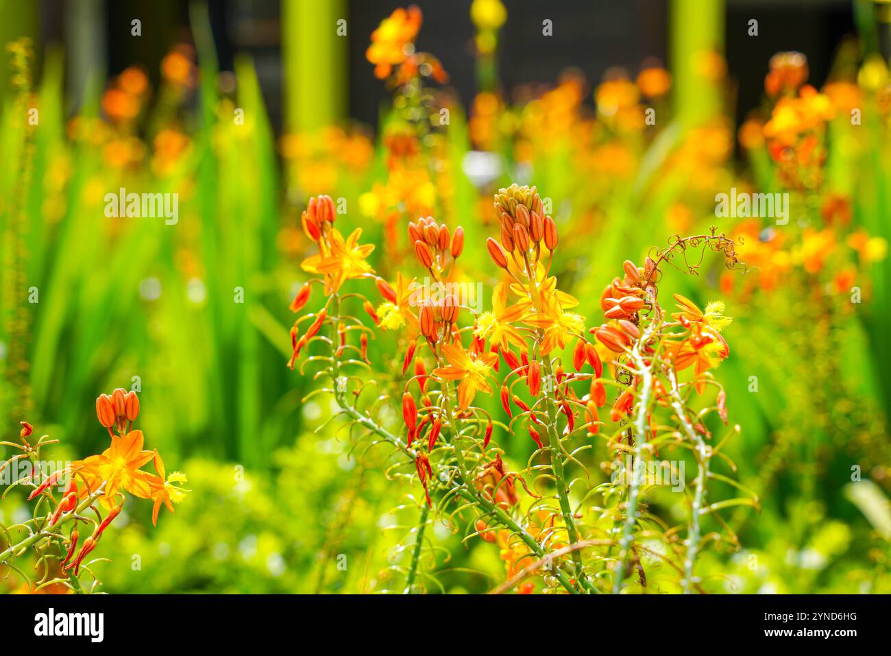 Bulbine frutescens is a species of flowering plant in the genus Bulbine ...