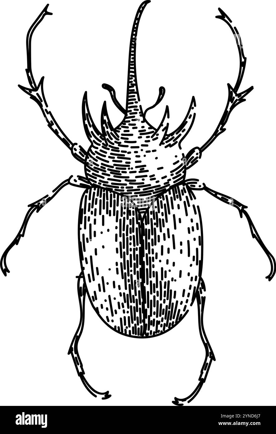 insect beetle sketch hand drawn vector Stock Vector Image & Art - Alamy