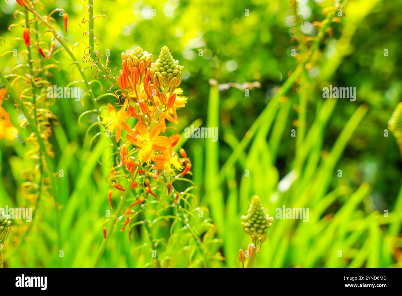 Bulbine frutescens is a species of flowering plant in the genus Bulbine ...