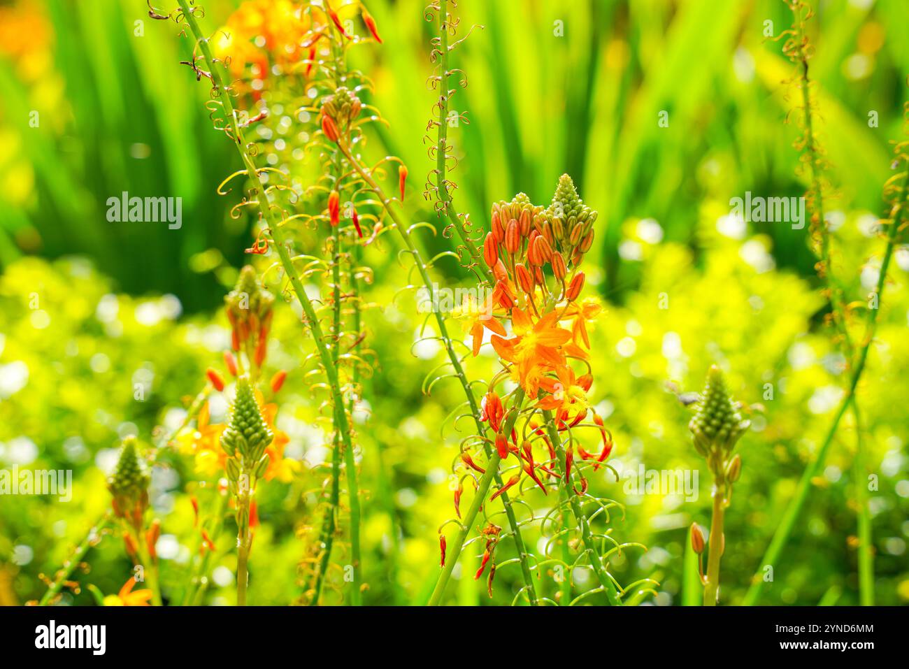 Bulbine frutescens is a species of flowering plant in the genus Bulbine ...