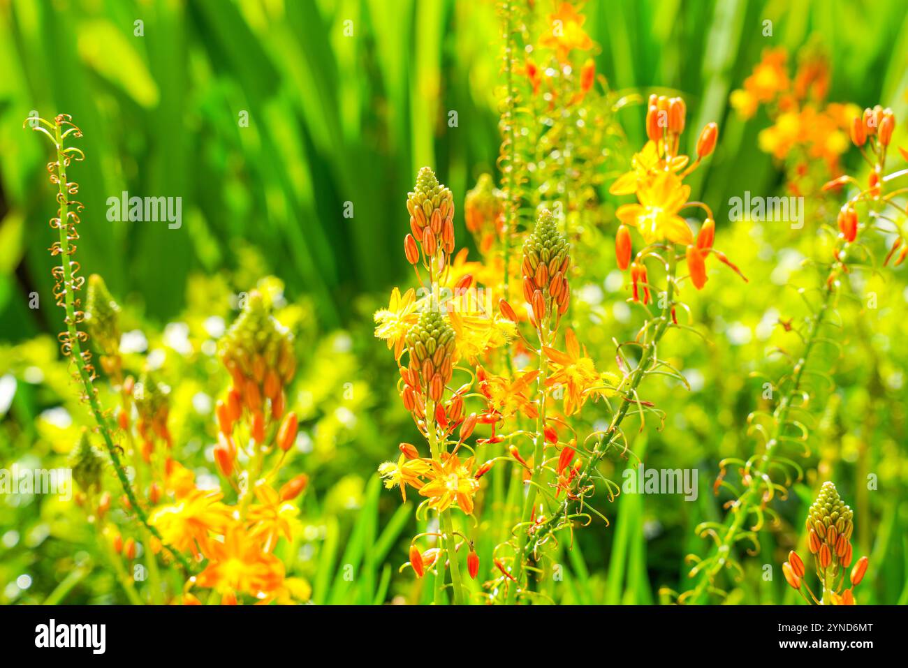 Bulbine frutescens is a species of flowering plant in the genus Bulbine ...