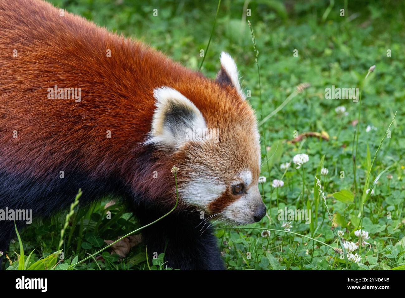 Western red panda (Ailurus fulgens fulgens), also known as the Nepalese ...
