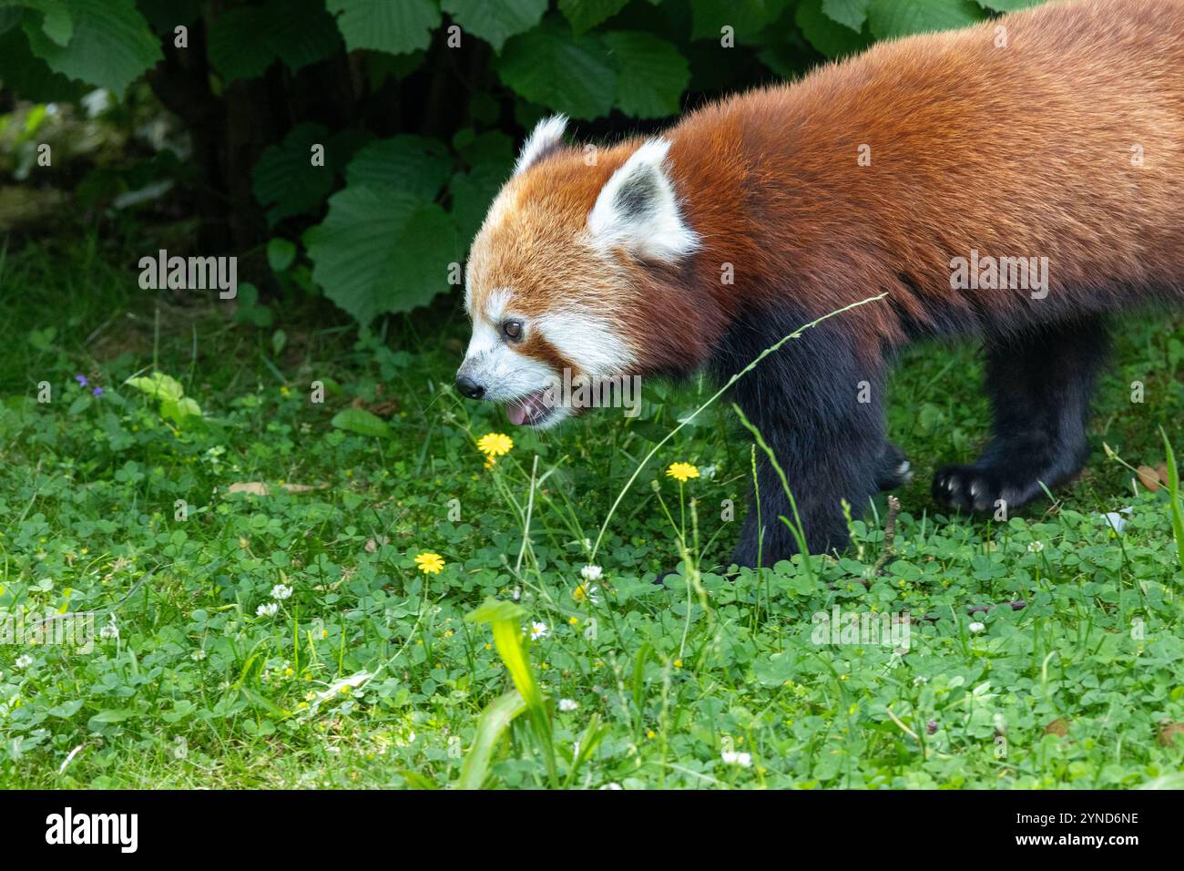 Western red panda (Ailurus fulgens fulgens), also known as the Nepalese ...