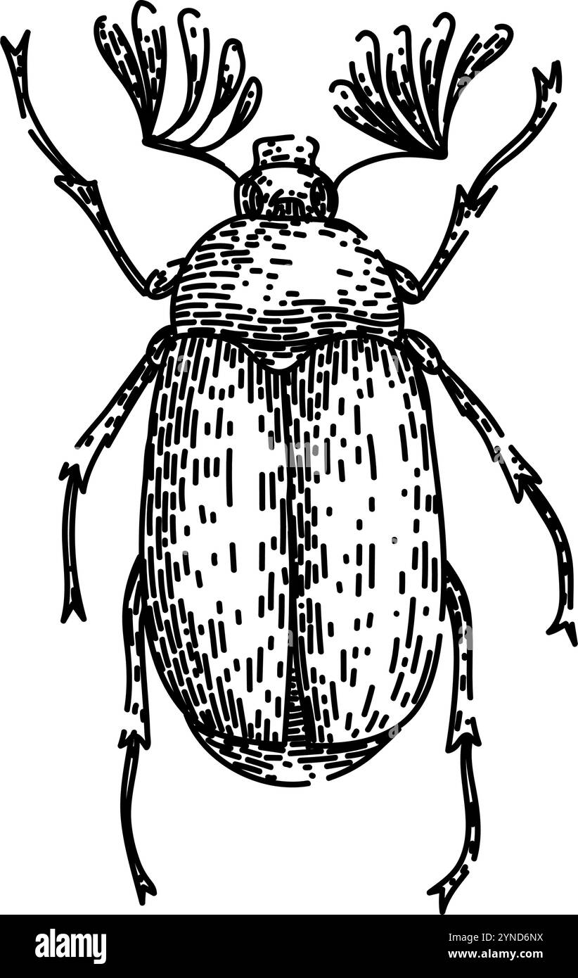 carapace beetle sketch hand drawn vector Stock Vector Image & Art - Alamy