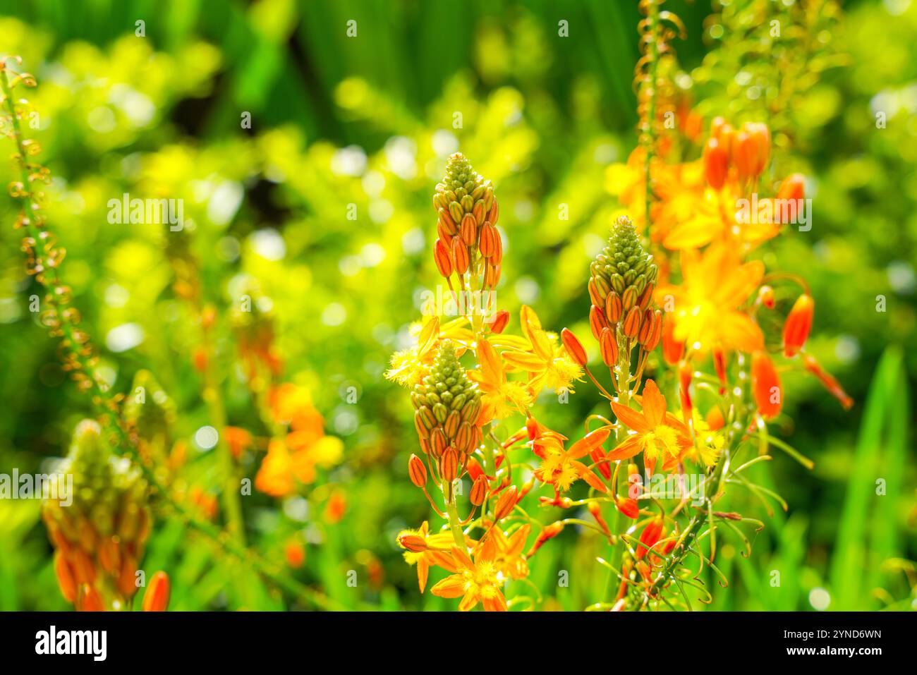 Bulbine frutescens is a species of flowering plant in the genus Bulbine ...