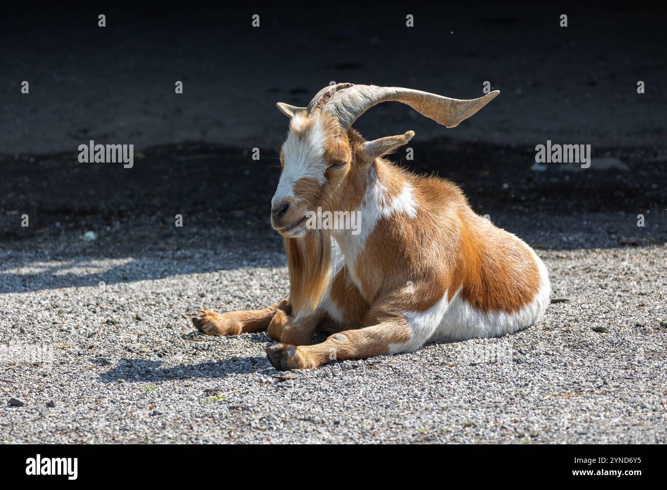 Portrait small goat close hi-res stock photography and images - Alamy