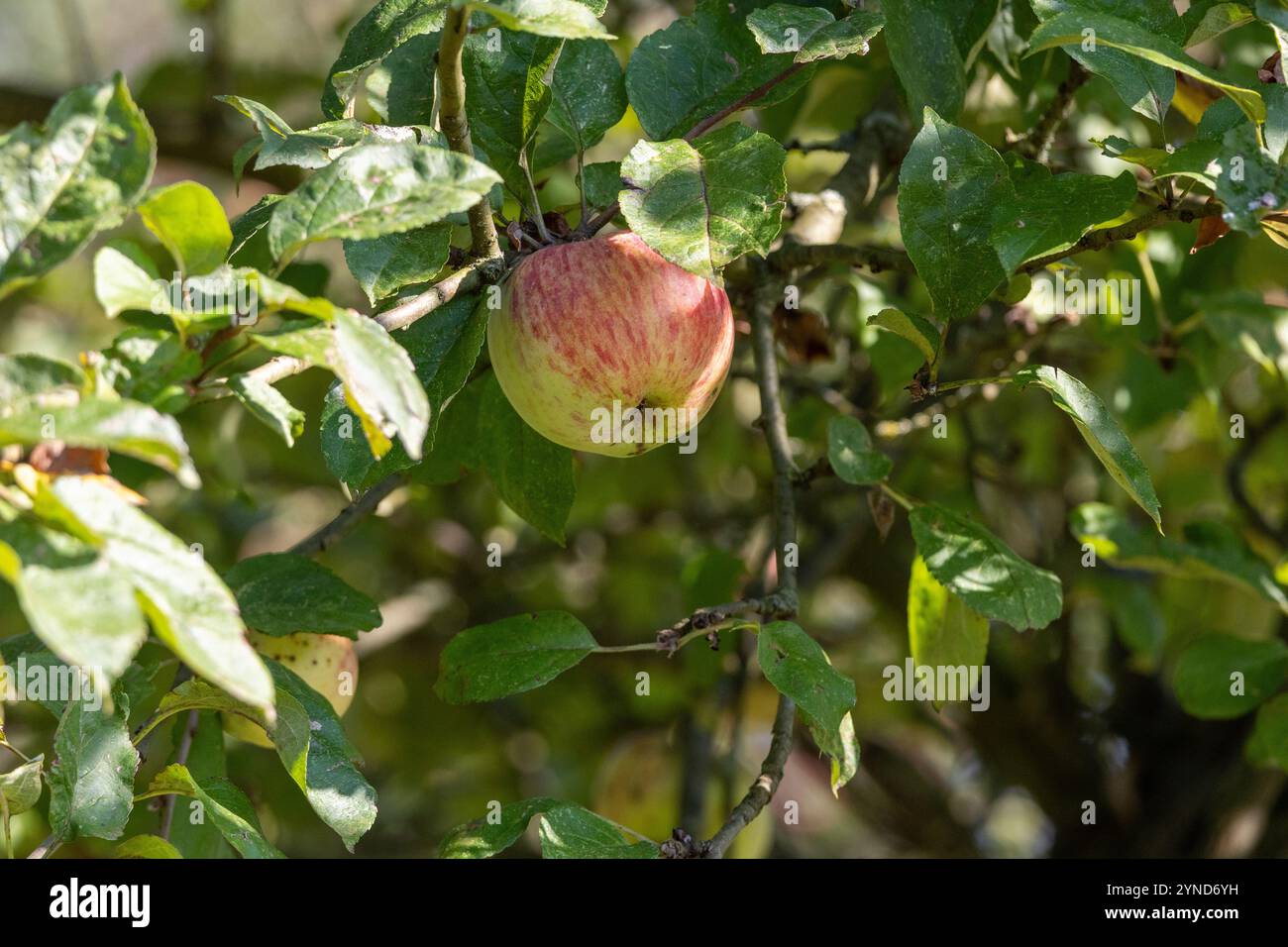 Red cheek hi-res stock photography and images - Alamy