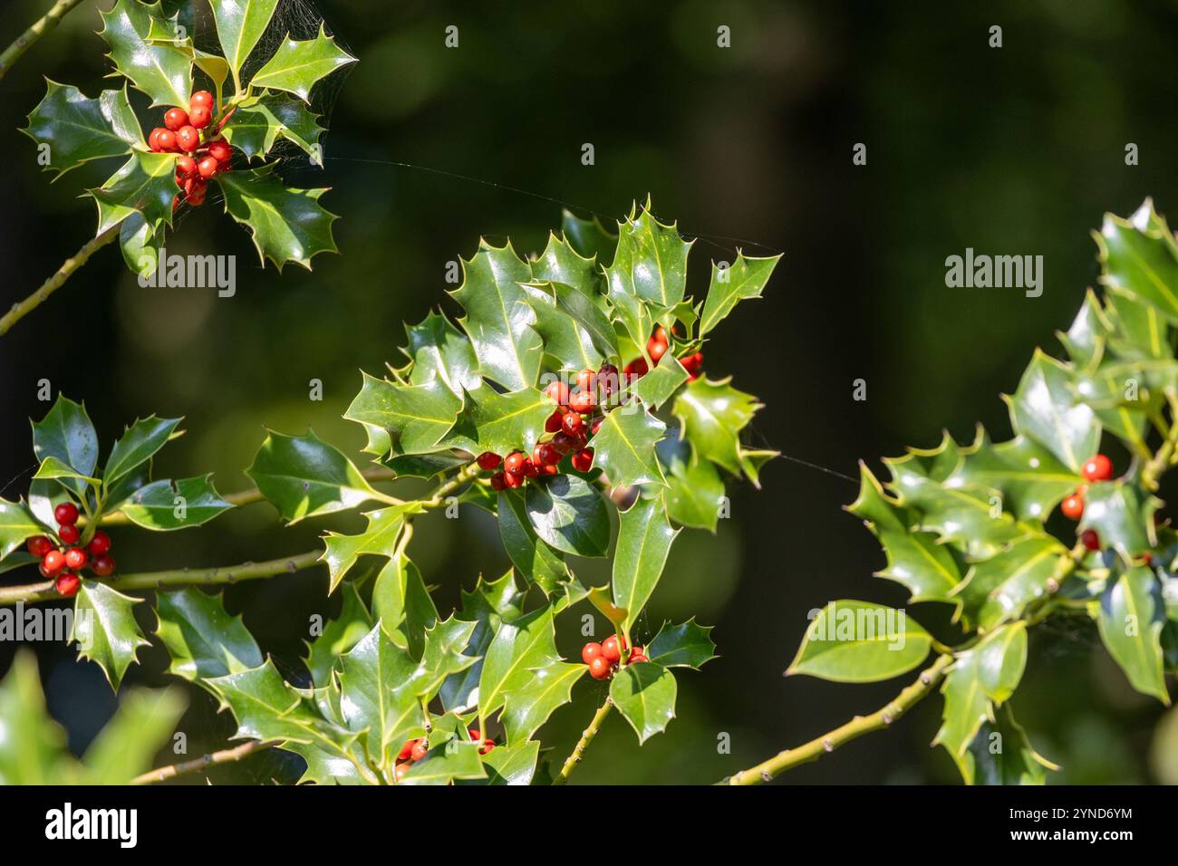 Holly tree branch (German European Holly) with red berries, background ...