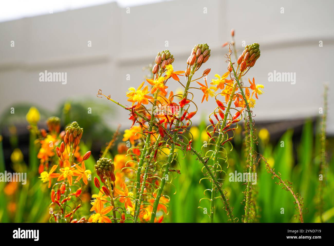 Bulbine frutescens is a species of flowering plant in the genus Bulbine ...