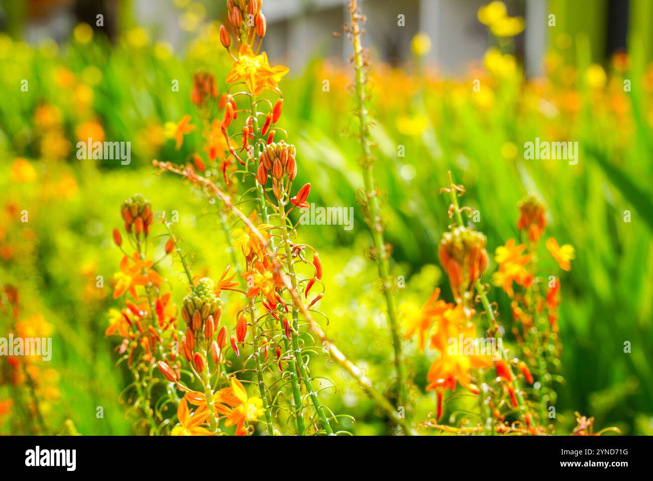 Bulbine frutescens is a species of flowering plant in the genus Bulbine ...