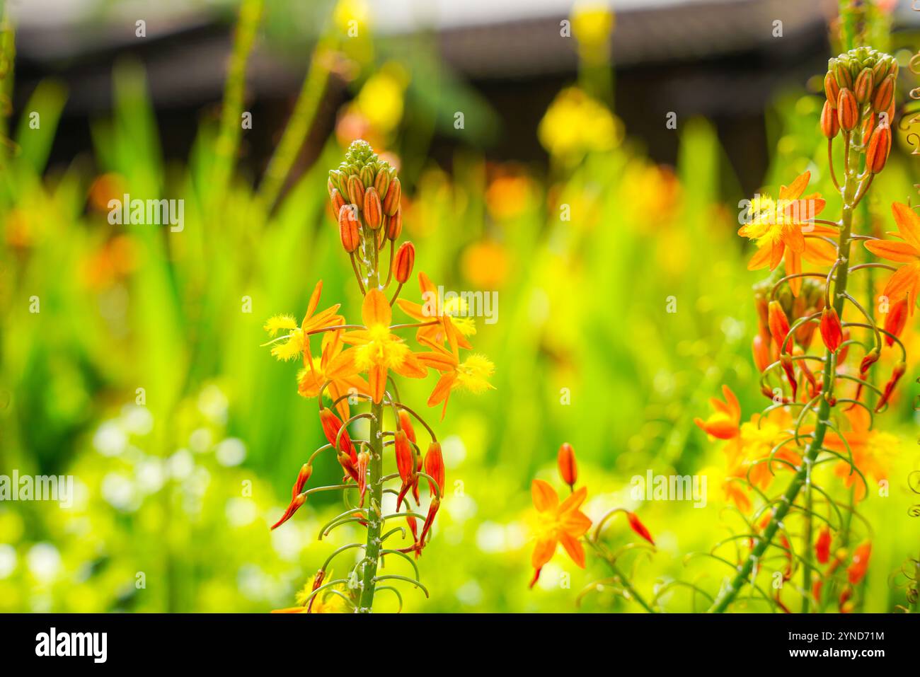 Bulbine frutescens is a species of flowering plant in the genus Bulbine ...