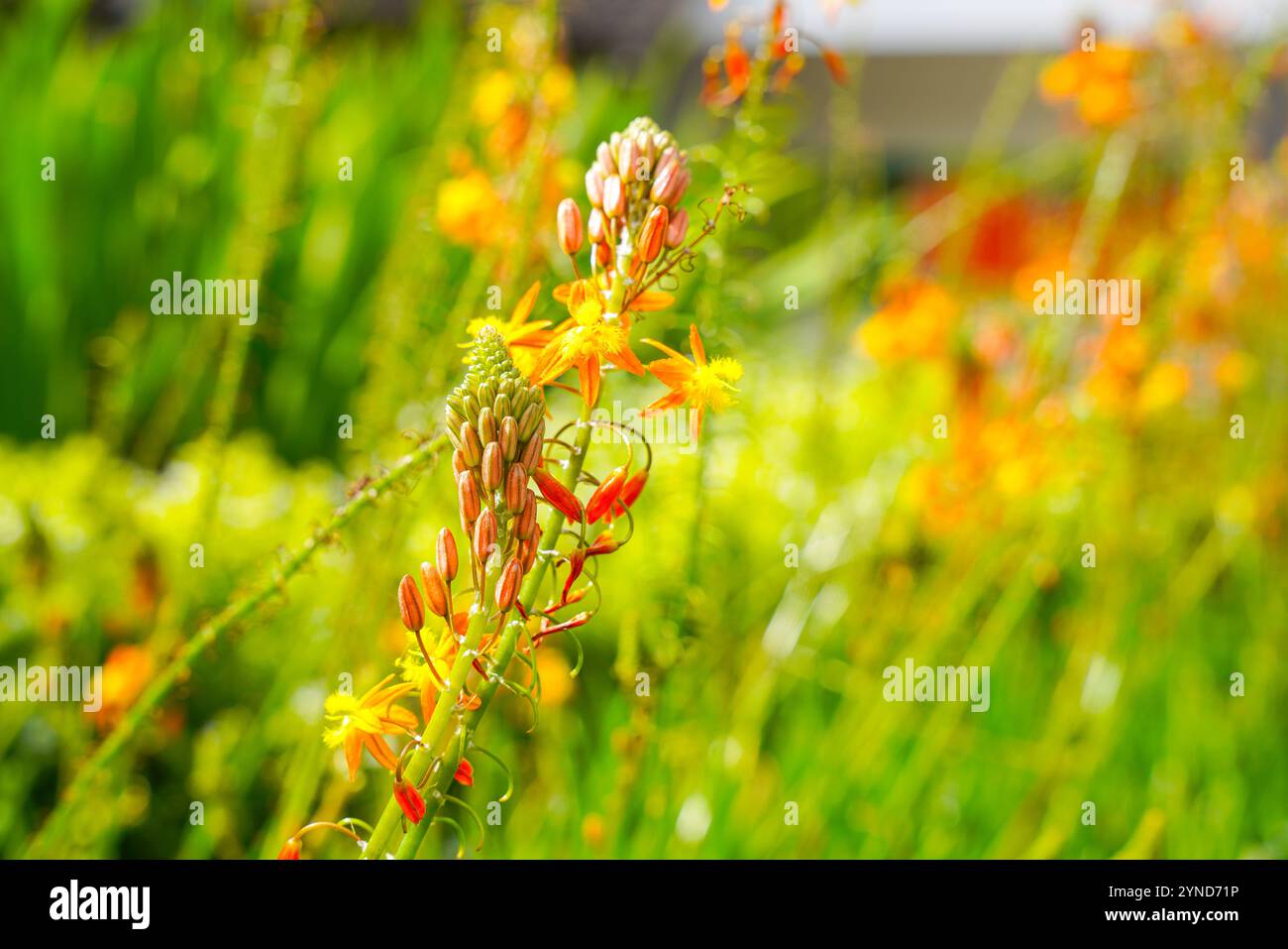 Bulbine frutescens is a species of flowering plant in the genus Bulbine ...