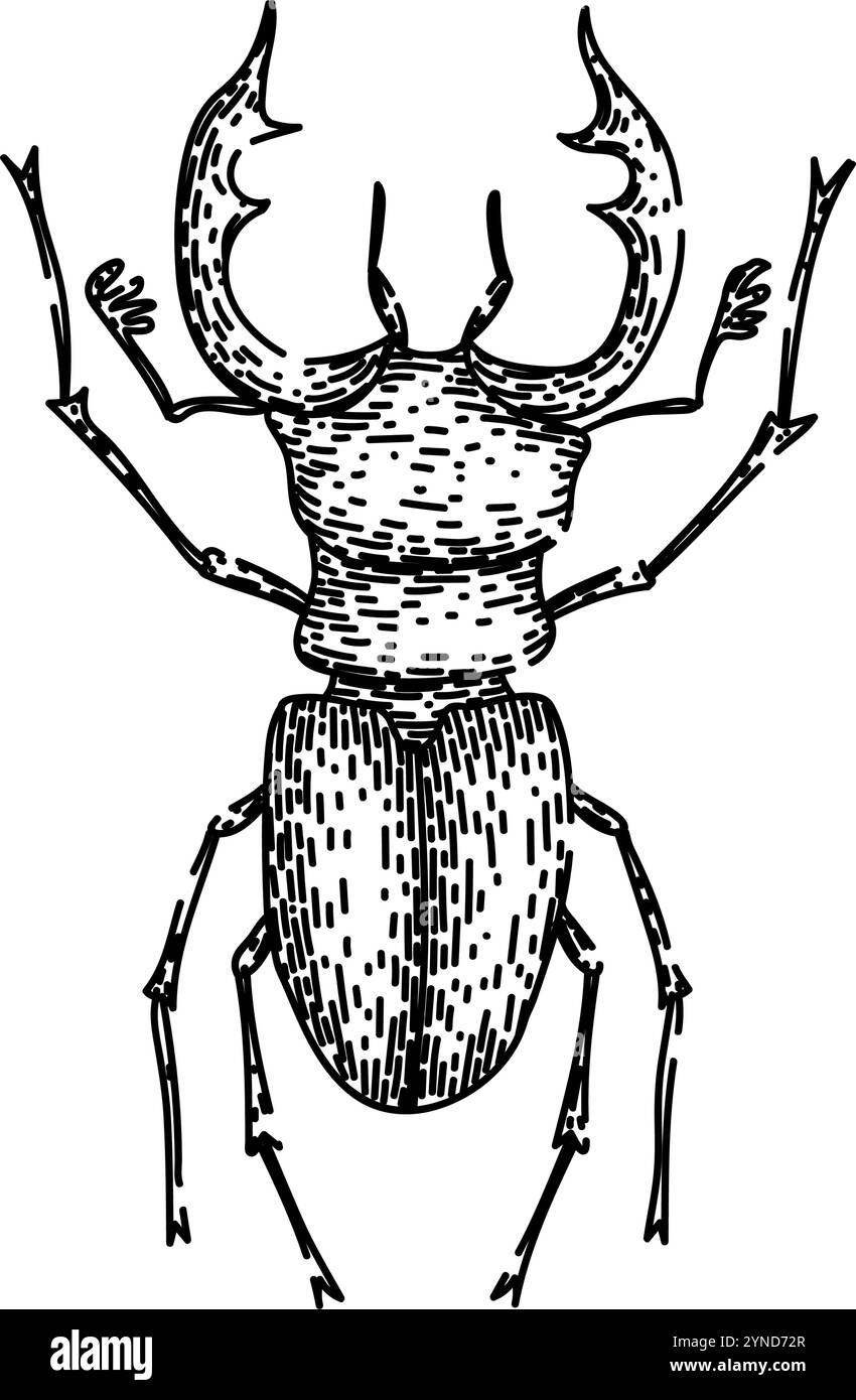 Elytra coleoptera Black and White Stock Photos & Images - Alamy