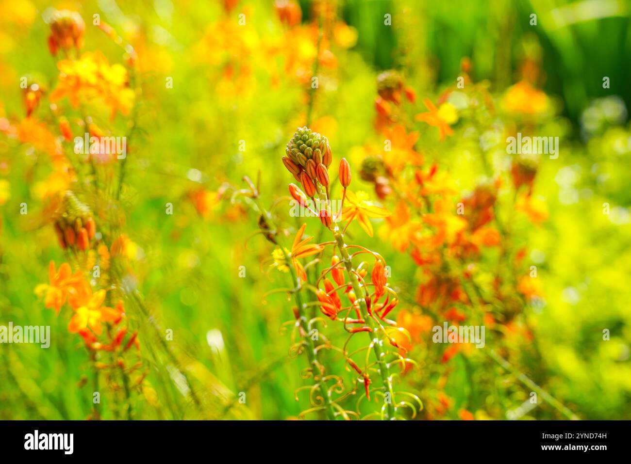 Bulbine frutescens is a species of flowering plant in the genus Bulbine ...