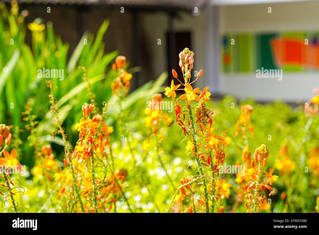 Bulbine frutescens is a species of flowering plant in the genus Bulbine ...