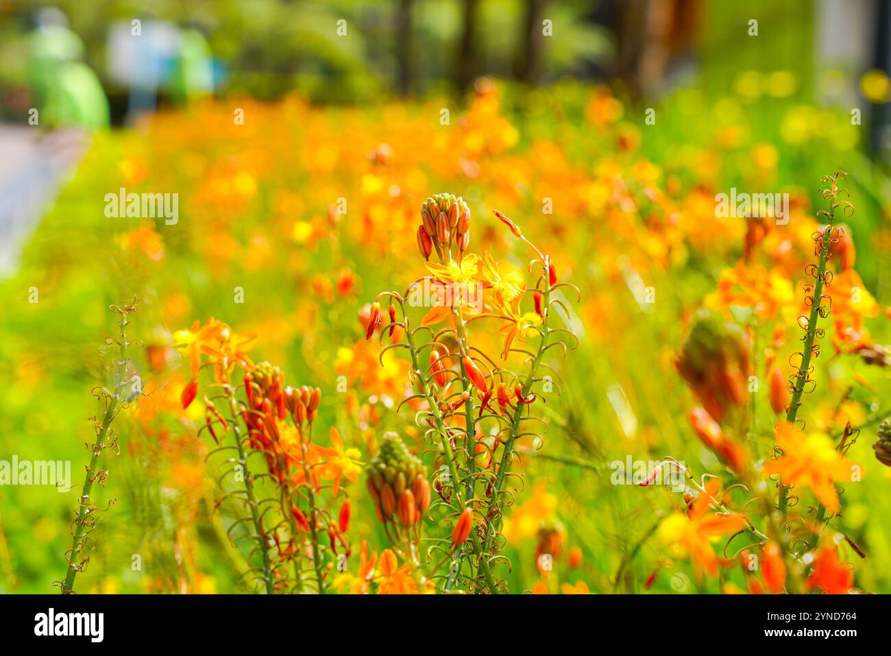 Bulbine frutescens is a species of flowering plant in the genus Bulbine ...