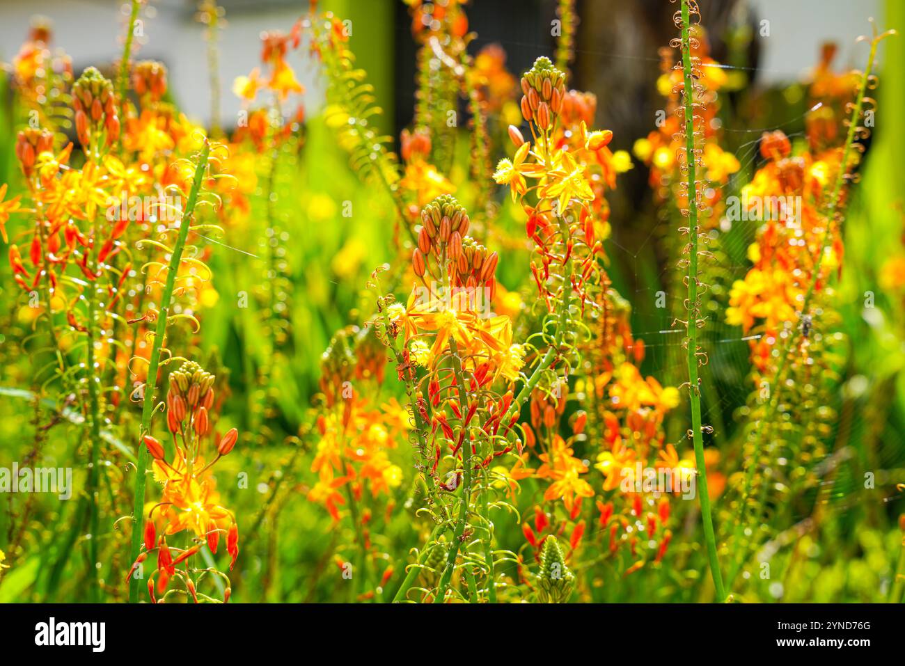 Bulbine frutescens is a species of flowering plant in the genus Bulbine ...