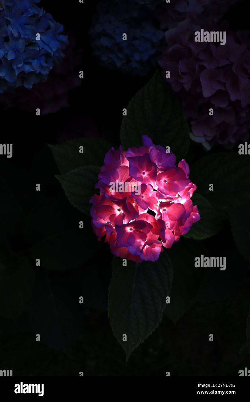 a suggestive image showcasing a backlit hydrangea in an hydrangea plant ...