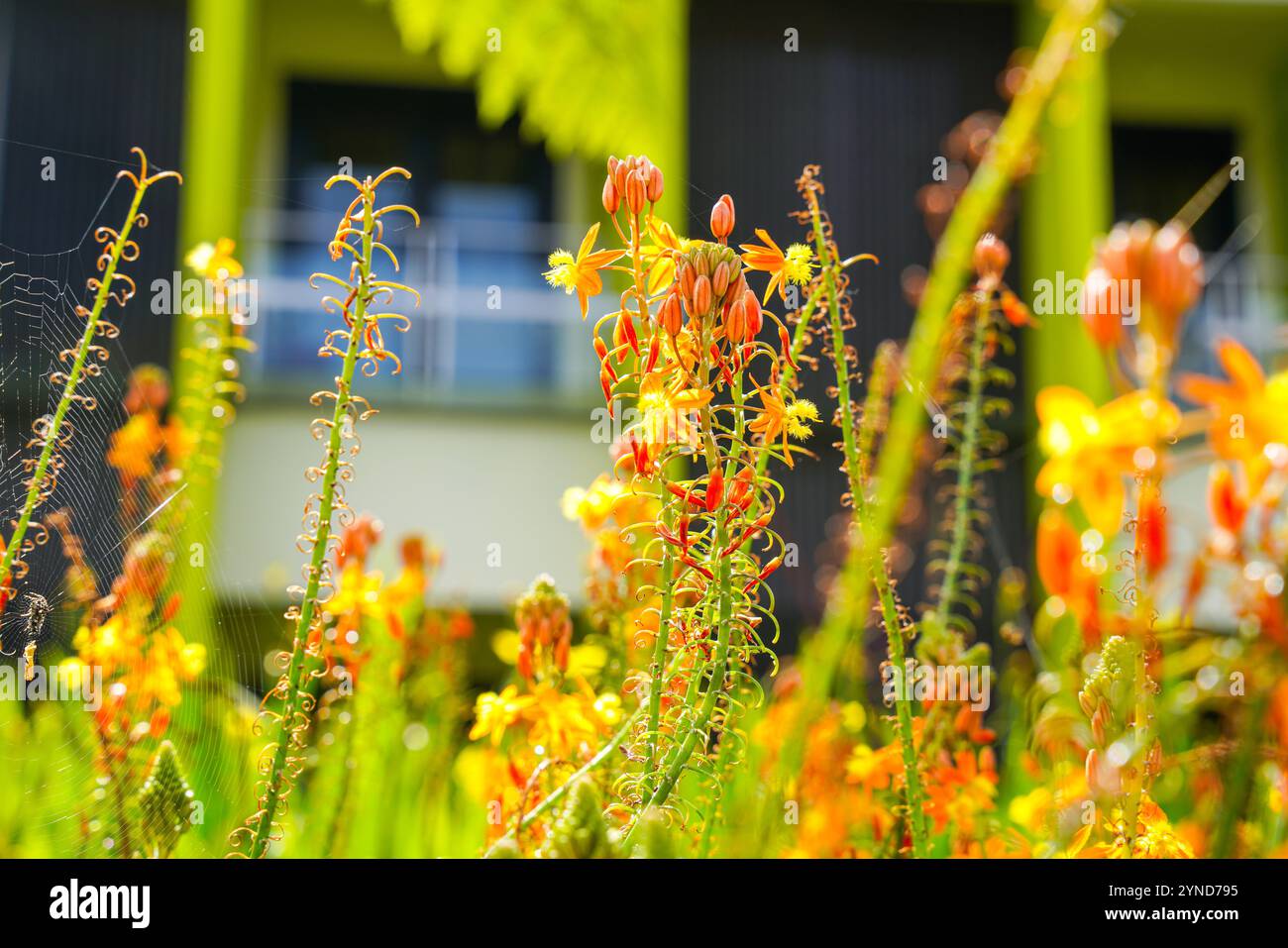 Bulbine frutescens is a species of flowering plant in the genus Bulbine ...