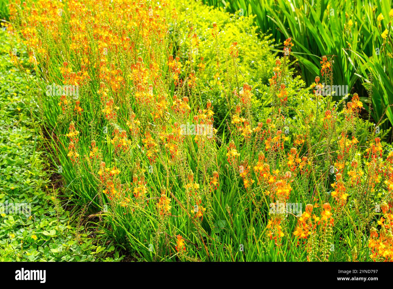 Bulbine frutescens is a species of flowering plant in the genus Bulbine ...