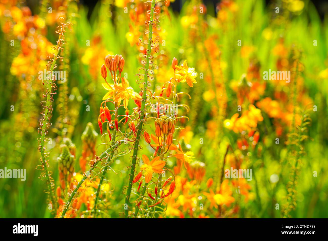 Bulbine frutescens is a species of flowering plant in the genus Bulbine ...