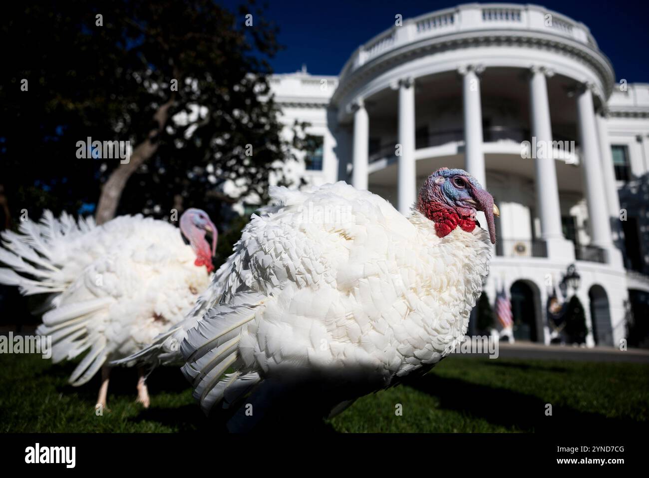 Washington, United States. 25th Nov, 2024. Peach and Blossom, the 2024 ...