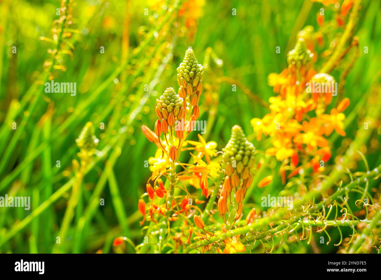 Bulbine frutescens is a species of flowering plant in the genus Bulbine ...