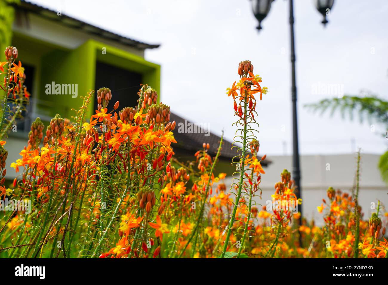 Bulbine frutescens is a species of flowering plant in the genus Bulbine ...