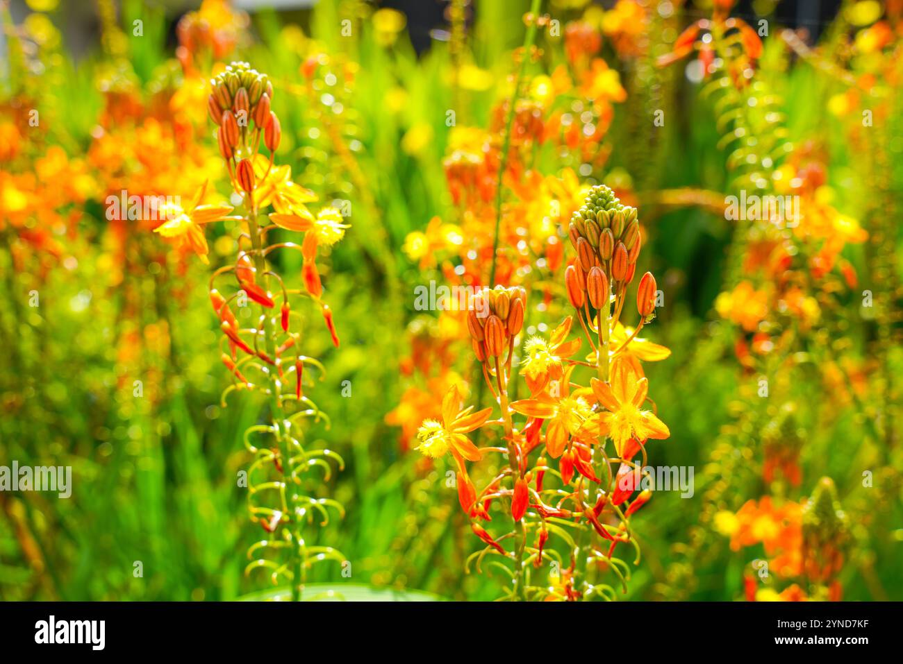 Bulbine frutescens is a species of flowering plant in the genus Bulbine ...