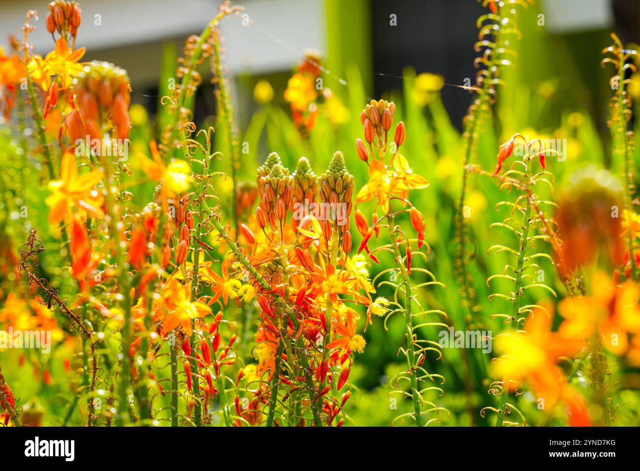 Bulbine frutescens is a species of flowering plant in the genus Bulbine ...