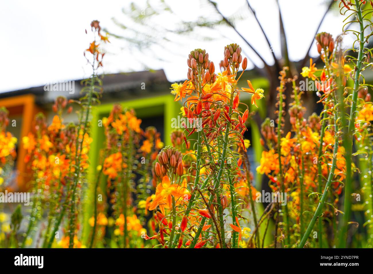 Bulbine frutescens is a species of flowering plant in the genus Bulbine ...
