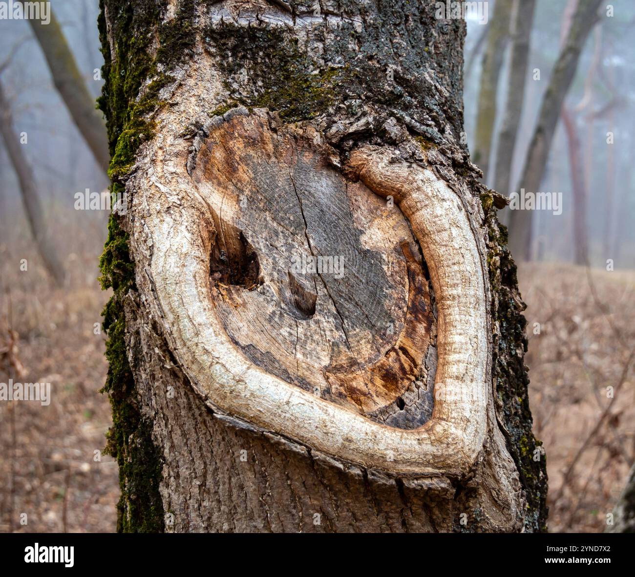 Stump tree branch pruning hi-res stock photography and images - Alamy