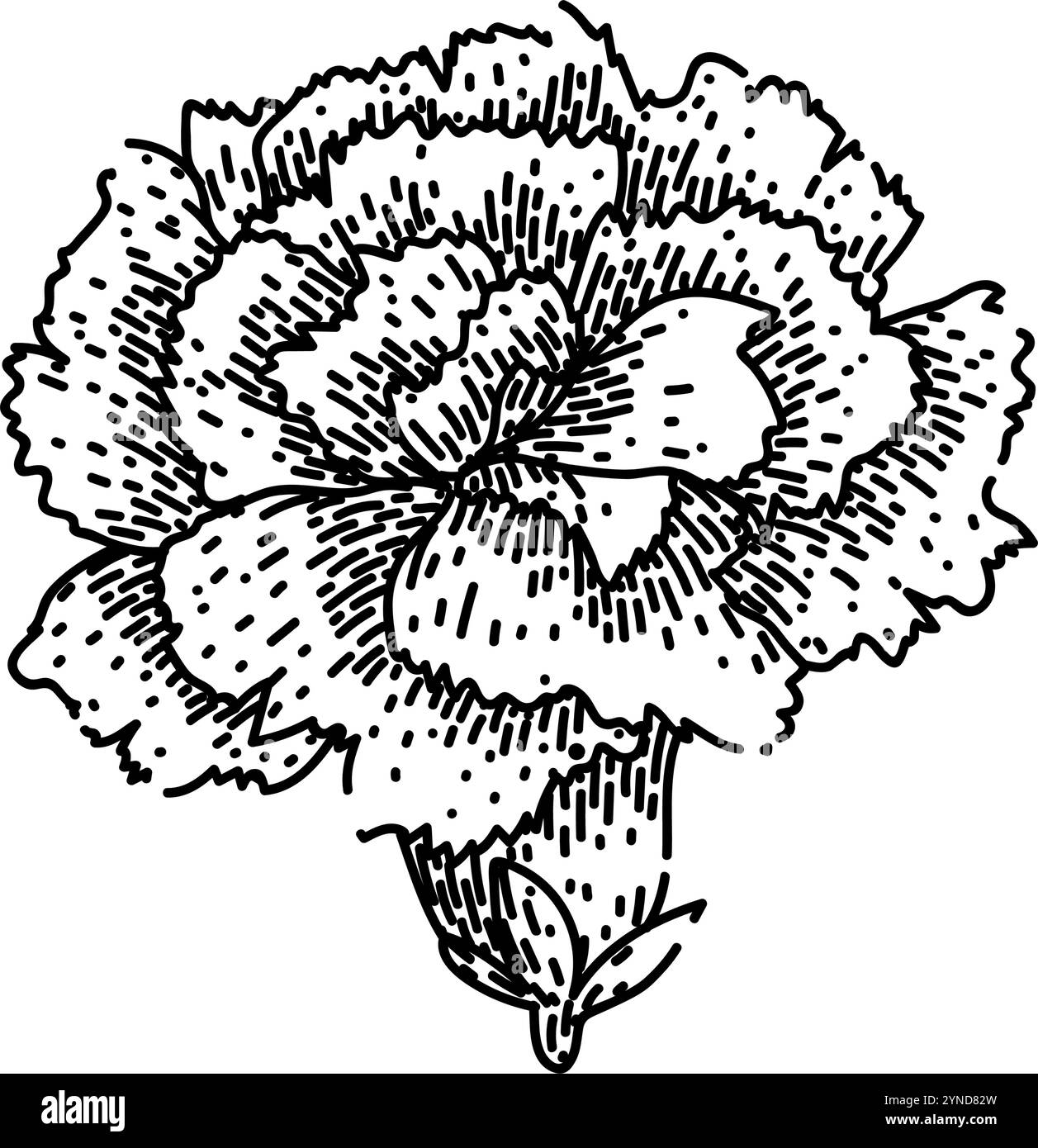 Carnation variety Black and White Stock Photos & Images - Alamy