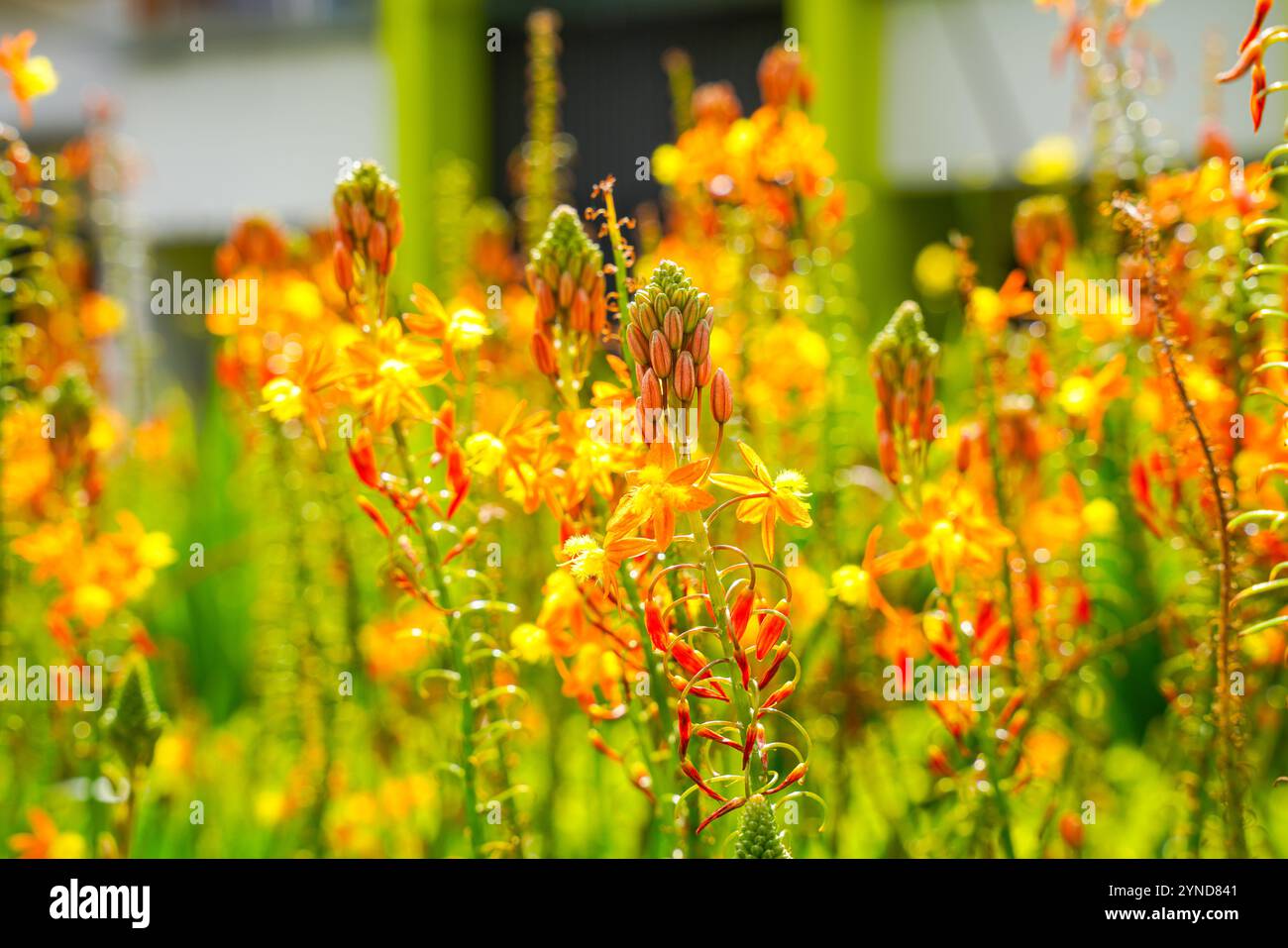Bulbine frutescens is a species of flowering plant in the genus Bulbine ...