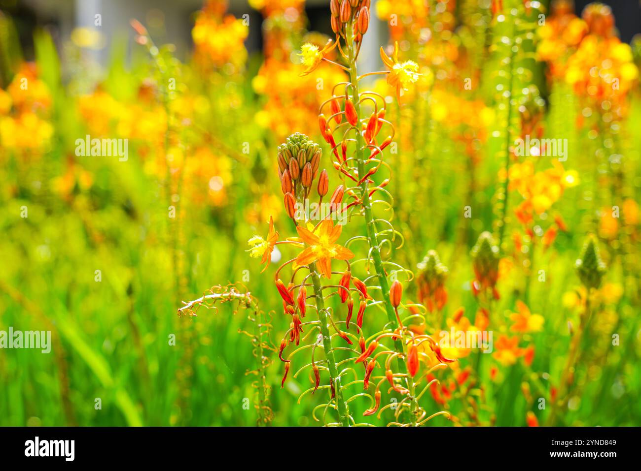 Bulbine frutescens is a species of flowering plant in the genus Bulbine ...