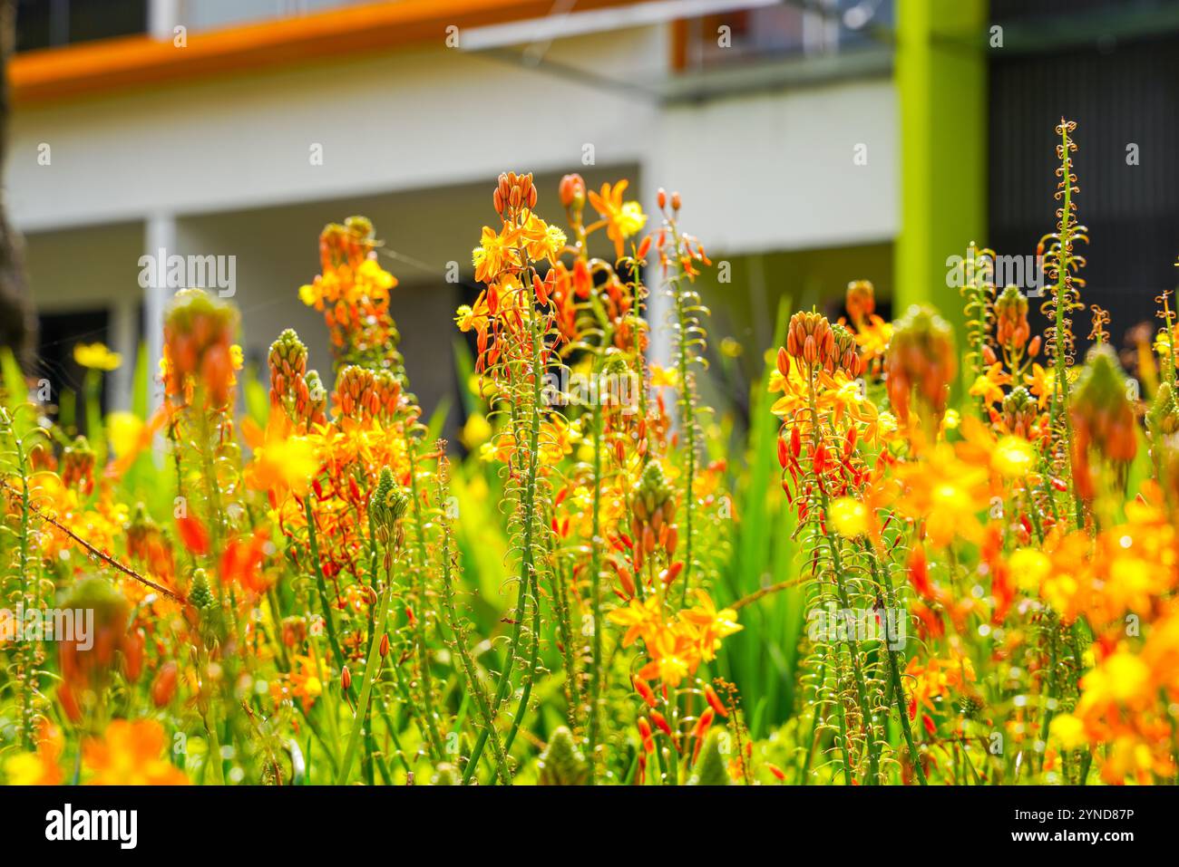 Bulbine frutescens is a species of flowering plant in the genus Bulbine ...