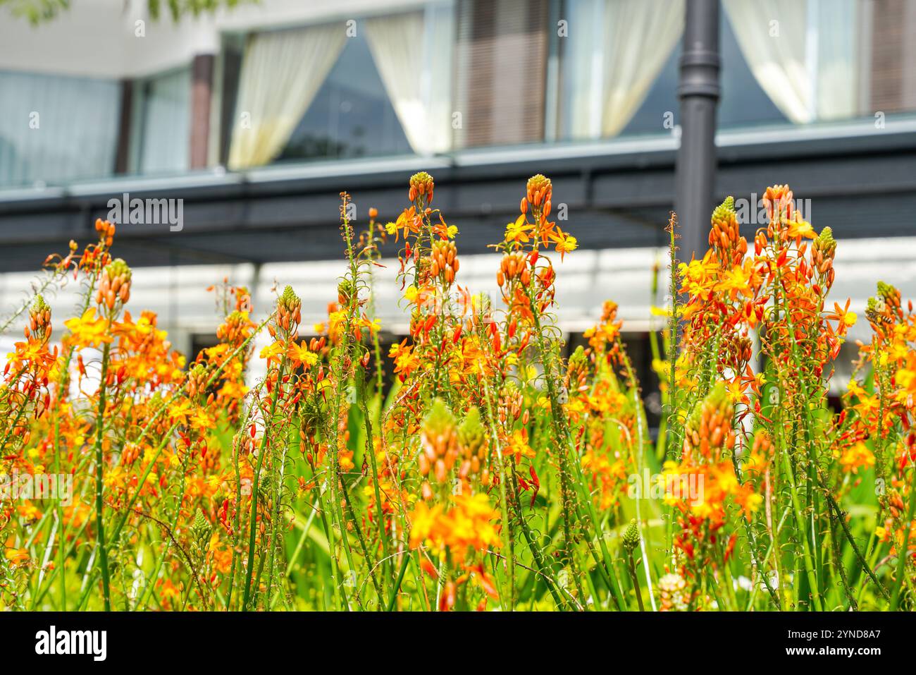 Bulbine frutescens is a species of flowering plant in the genus Bulbine ...