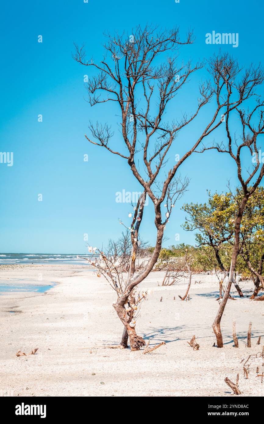 Dry trees and stumps on a beach in Fort DeSoto County Park in St ...