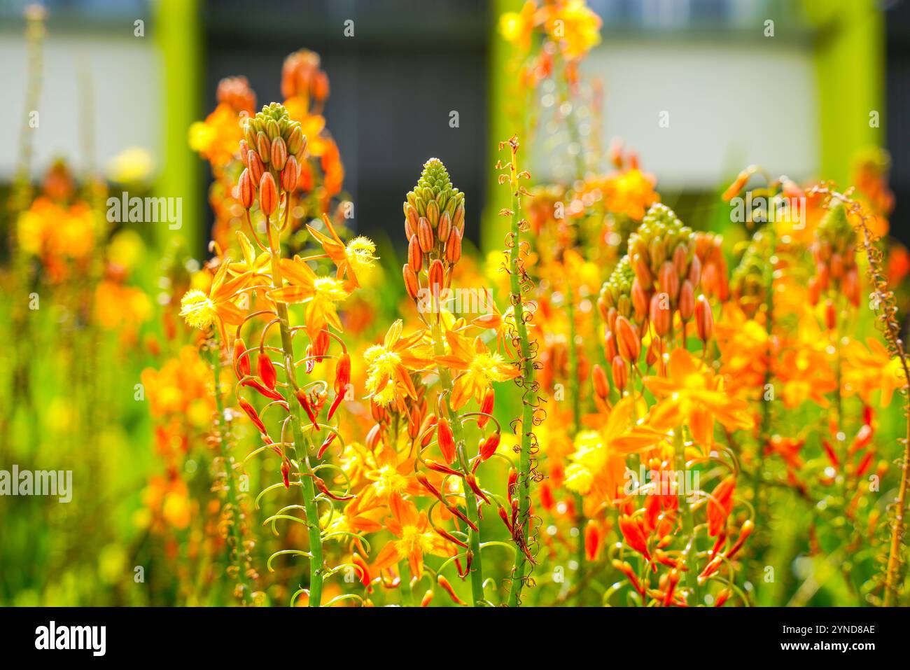 Bulbine frutescens is a species of flowering plant in the genus Bulbine ...