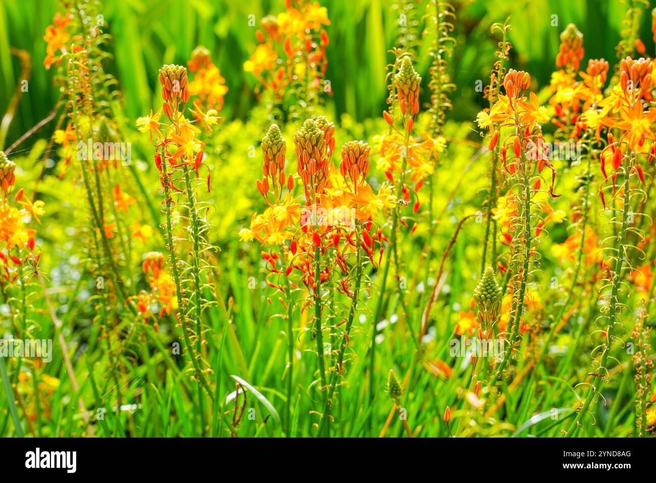 Bulbine frutescens is a species of flowering plant in the genus Bulbine ...
