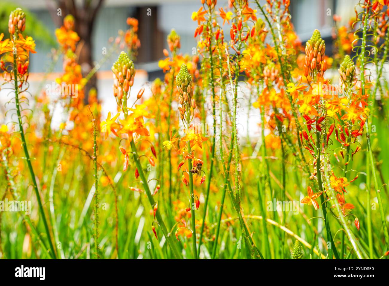 Bulbine frutescens is a species of flowering plant in the genus Bulbine ...