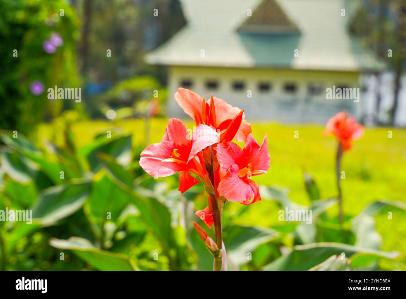 Canna or canna lily is the only genus of flowering plants in the family ...