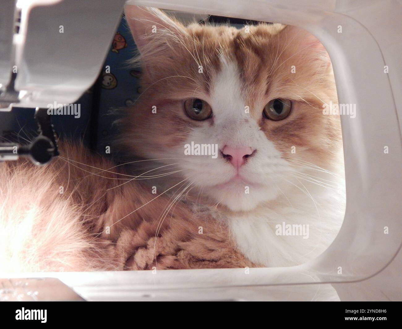 cat watching my while sewing Stock Photo - Alamy