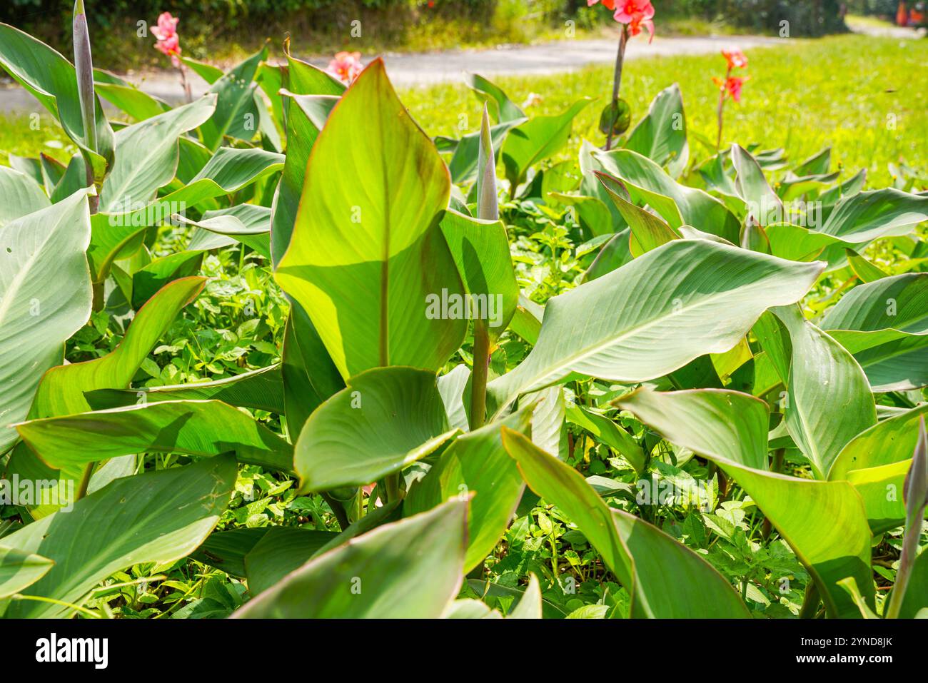 Canna or canna lily is the only genus of flowering plants in the family ...