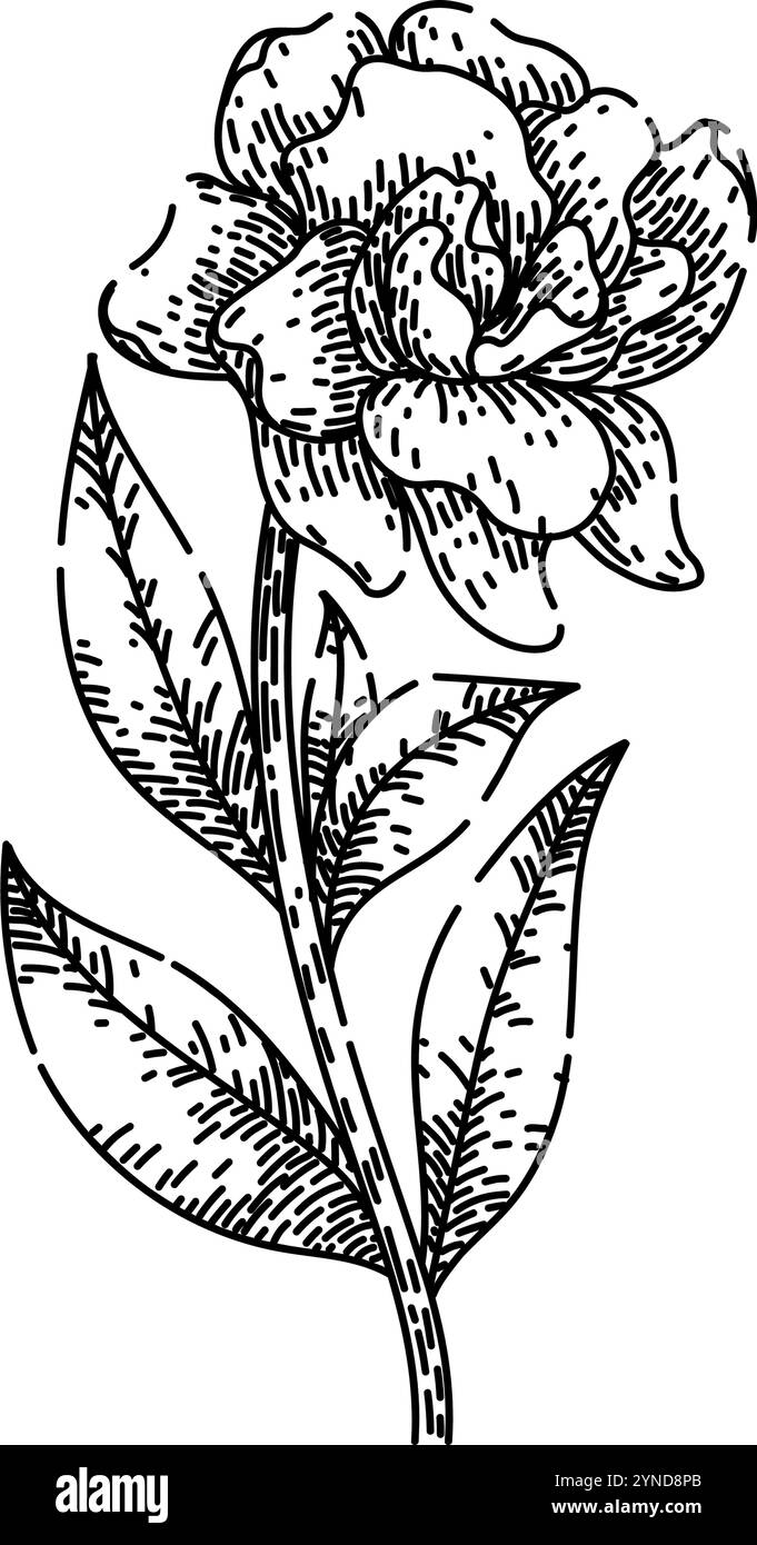 Shrub pruning Black and White Stock Photos & Images - Alamy