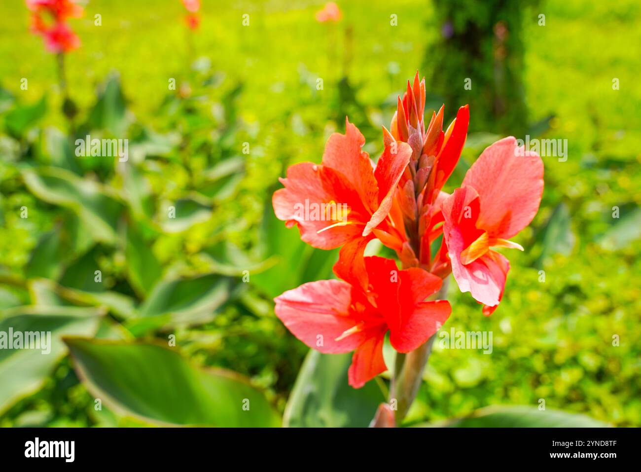 Canna or canna lily is the only genus of flowering plants in the family ...