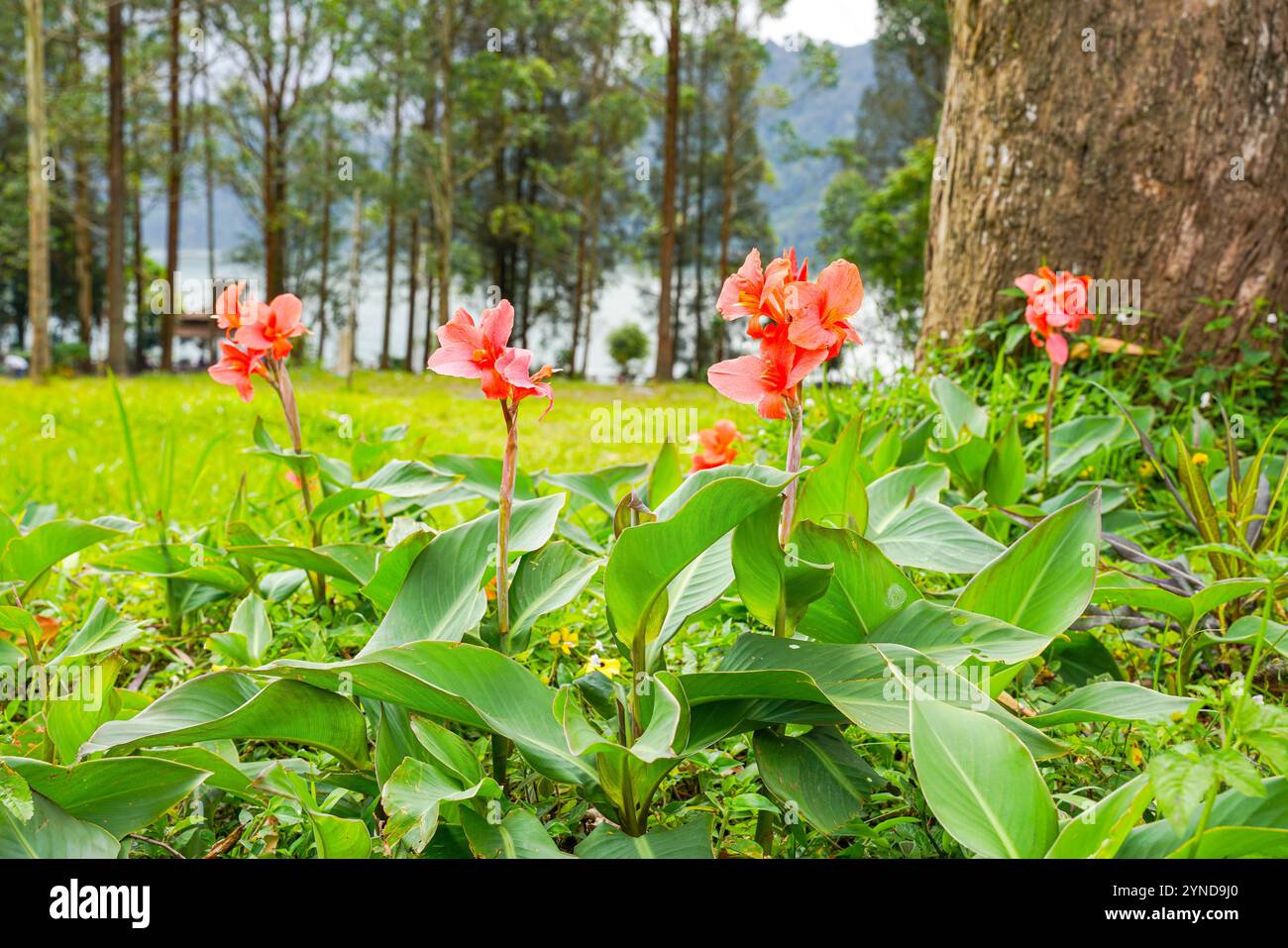 Canna or canna lily is the only genus of flowering plants in the family ...