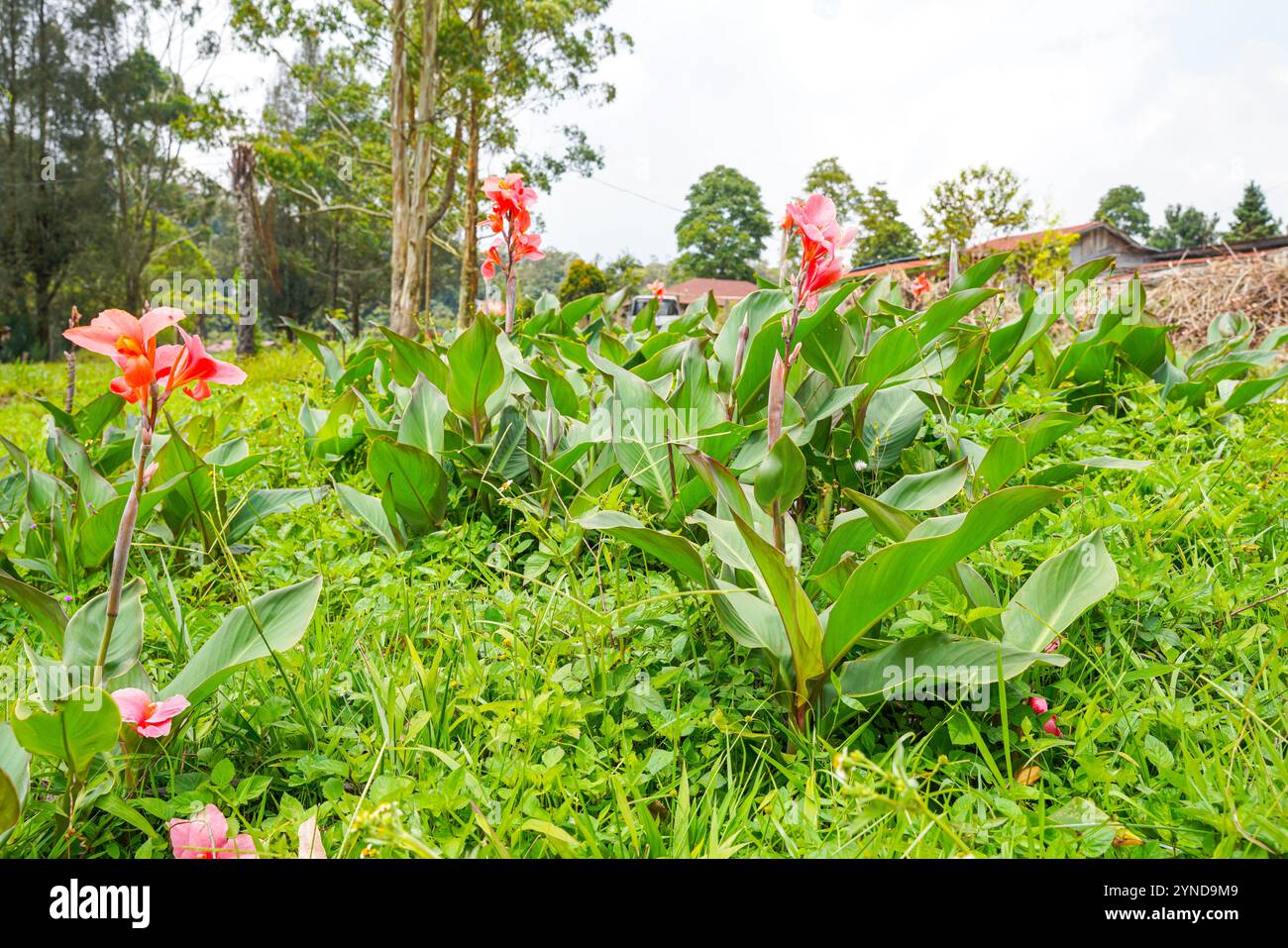Canna or canna lily is the only genus of flowering plants in the family ...